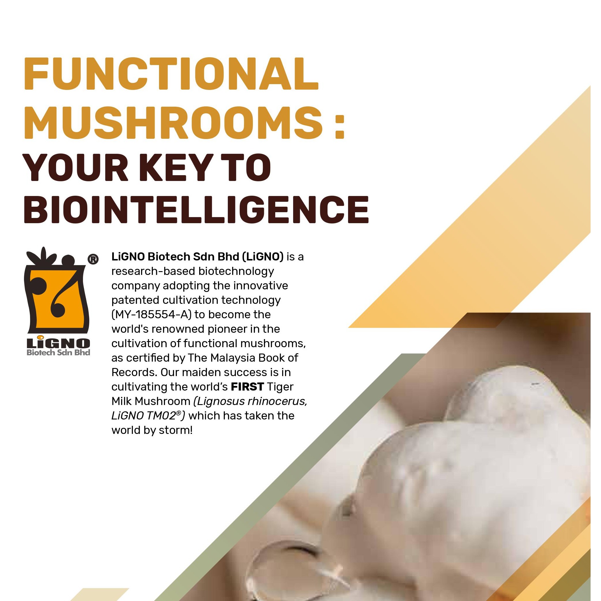 LiGNO Functional Mushrooms Active Ingredients