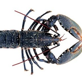 European Blue Lobster (Homarus Gammarus)
