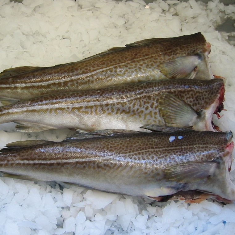 Atlantic Cod