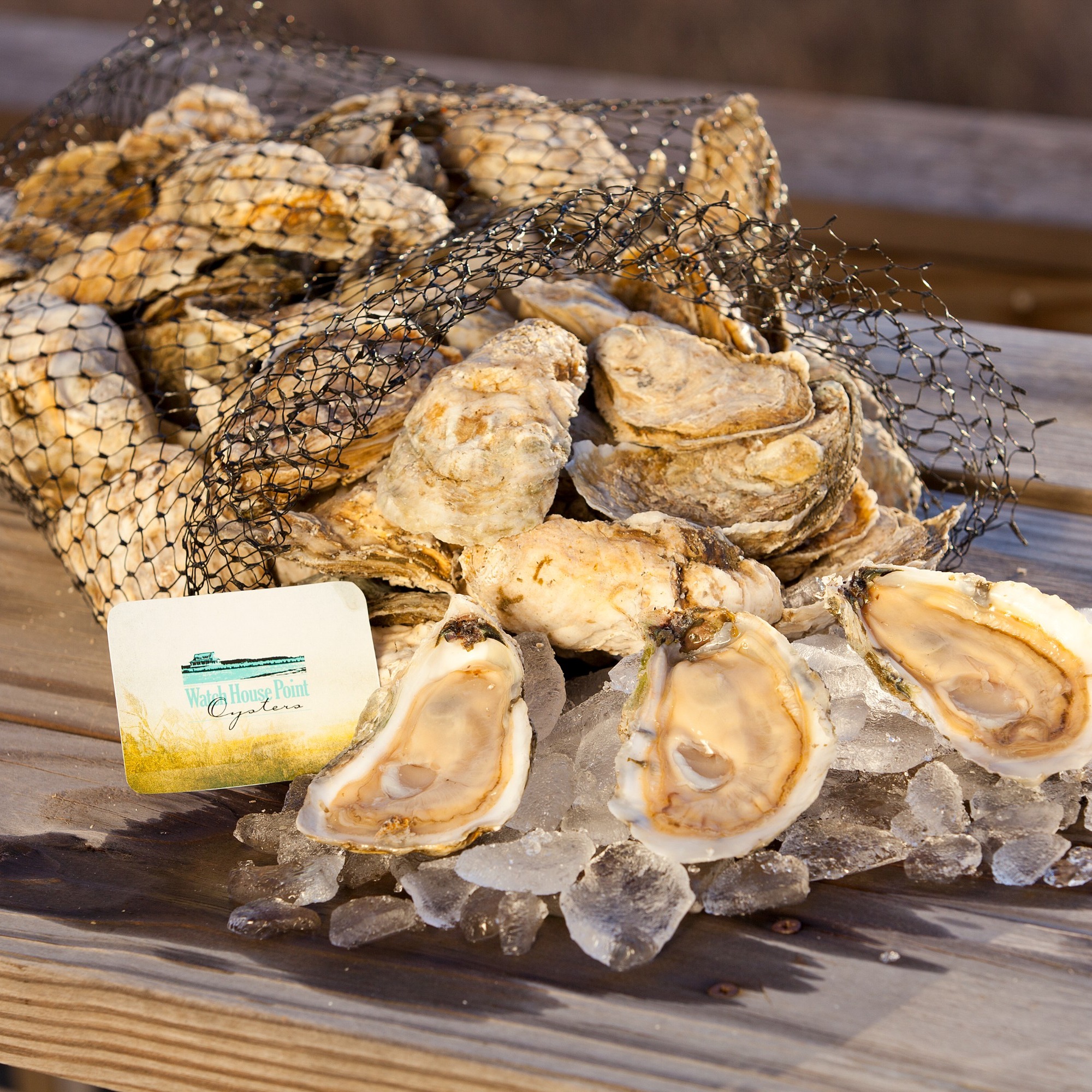 Watch House Point Oysters