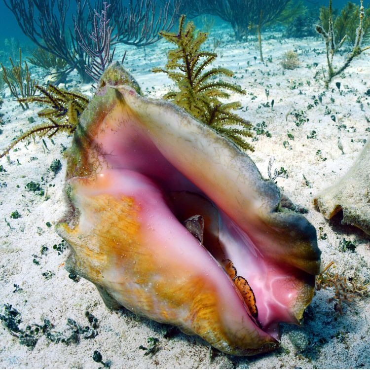 Queen Conch