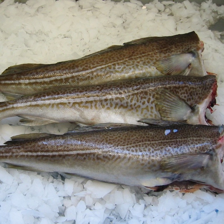 Atlantic Cod