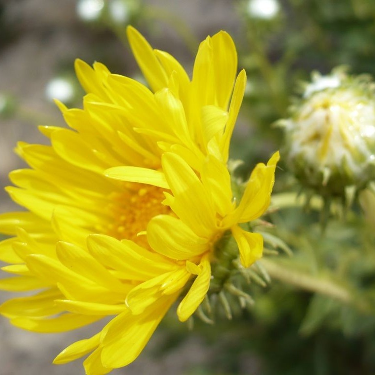Boton de Oro (Grindelia chiloensis) essential oil