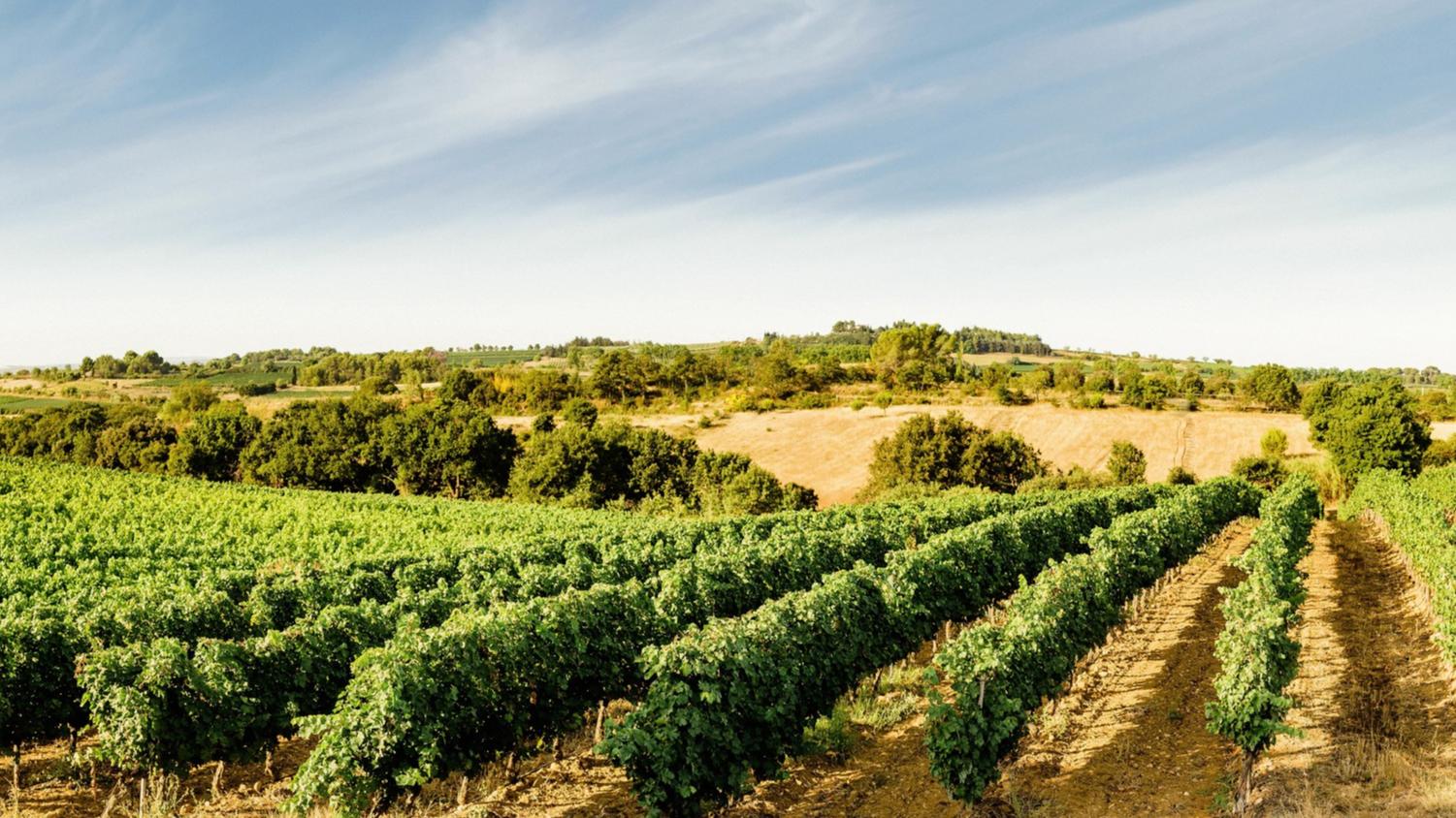LES VIGNOBLES FONCALIEU