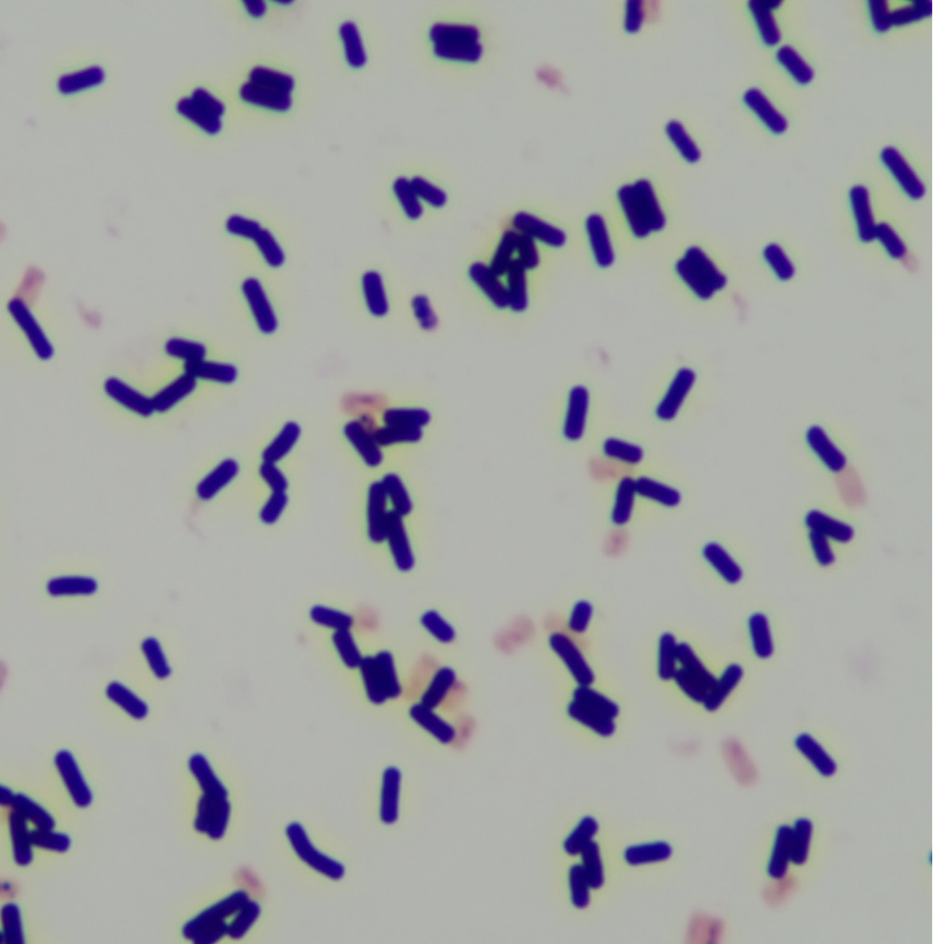 Bacillus licheniformis