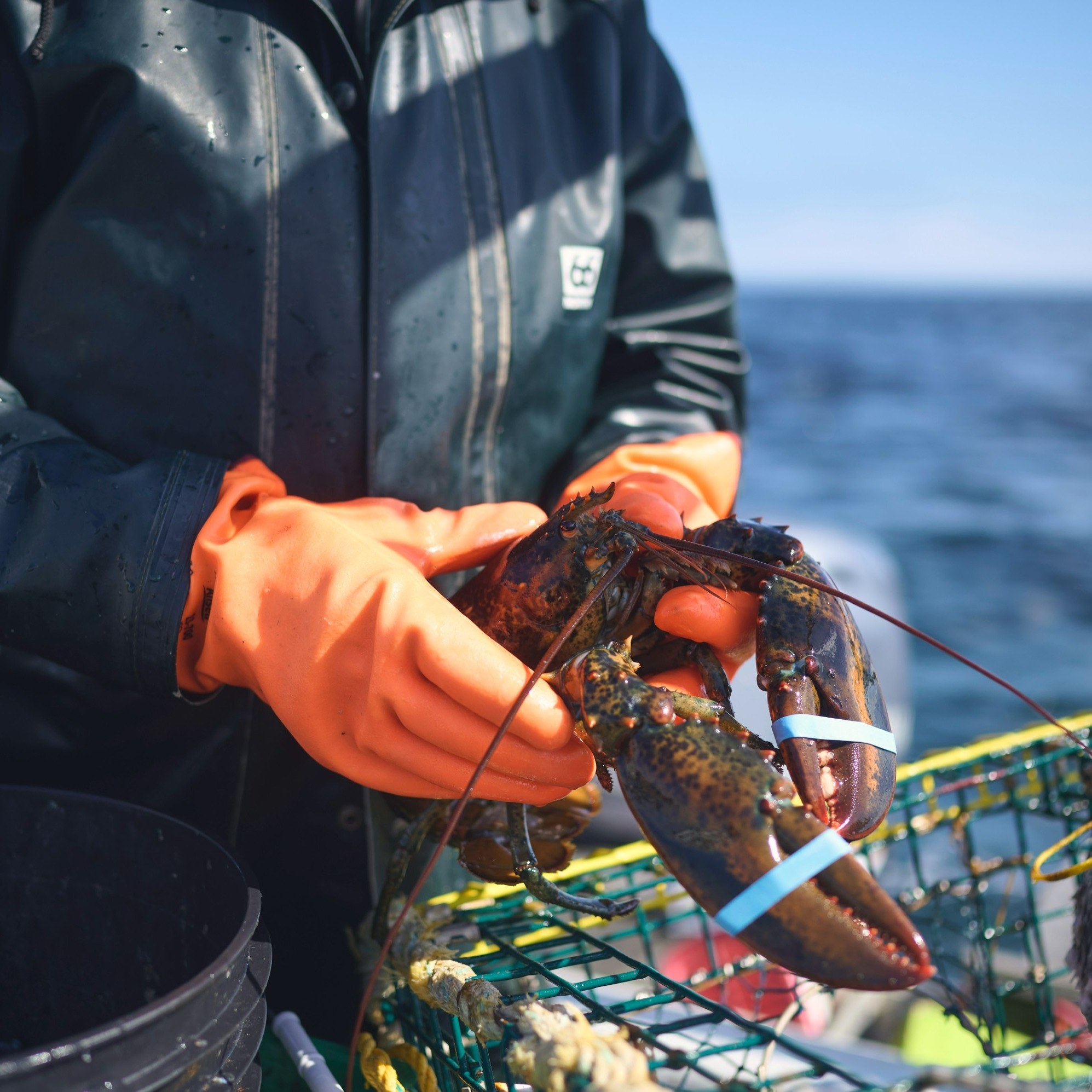Homarus americanus