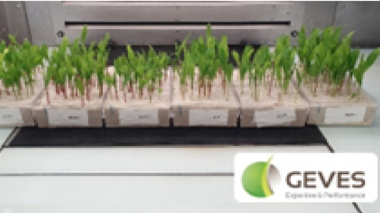 Qualité germinative et vigueur des semences : comment et pourquoi