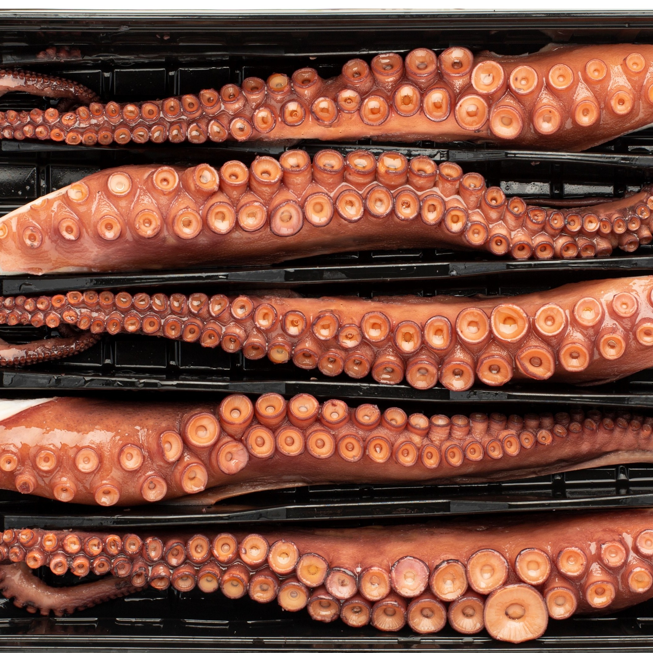 Cooked octopus leg