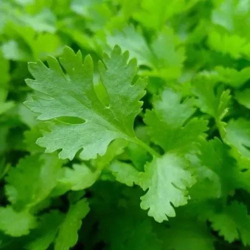 Flat Parsley