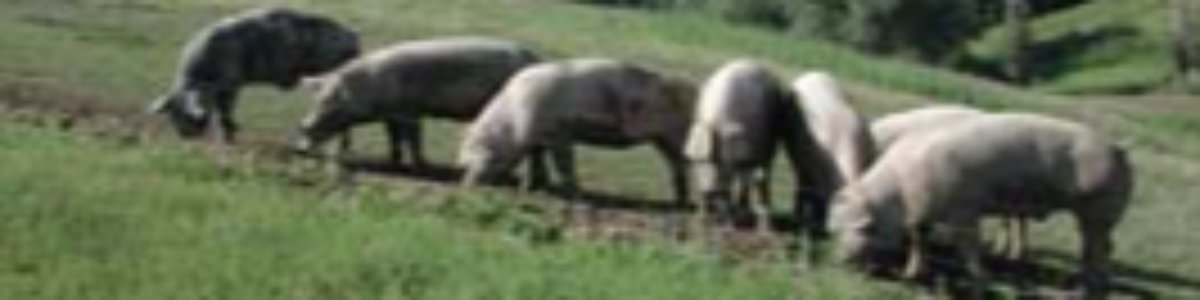 PORC FERMIER D'AUVERGNE LR IGP