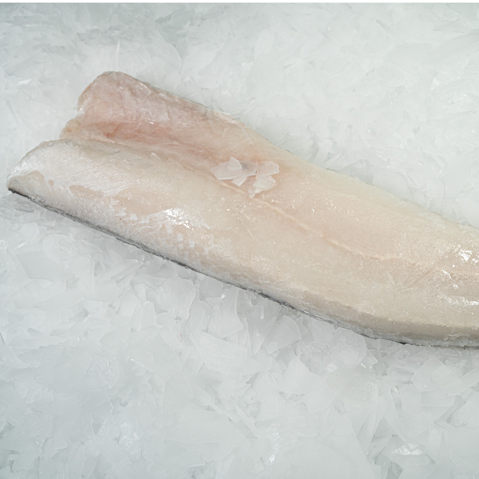 Australis Hake (Merluccius australis)