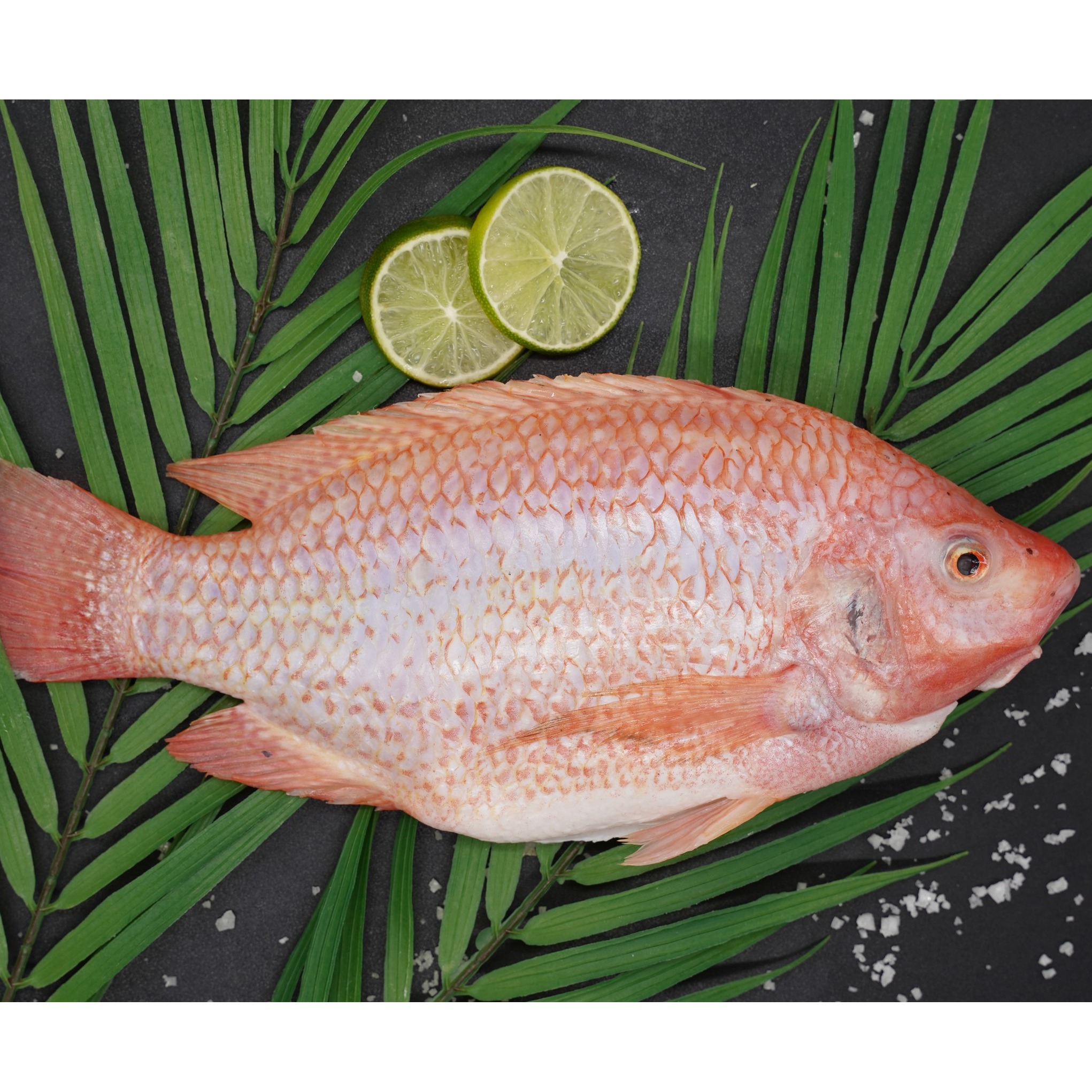 Tilapia